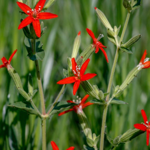 Royal Catchfly (Silene regia) | Native Plants of Georgia | Cottage ...