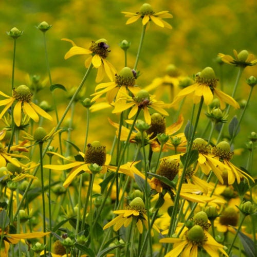 Cutleaf Coneflower (Rudbeckia laciniata) | Native Plants of Georgia ...