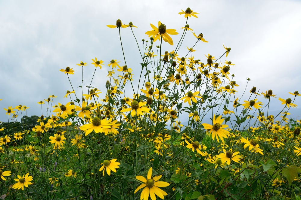 Cutleaf Coneflower (Rudbeckia laciniata) | Native Plants of Georgia ...