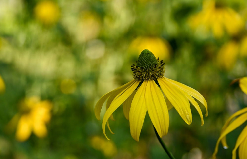 Cutleaf Coneflower (Rudbeckia laciniata) | Native Plants of Georgia ...