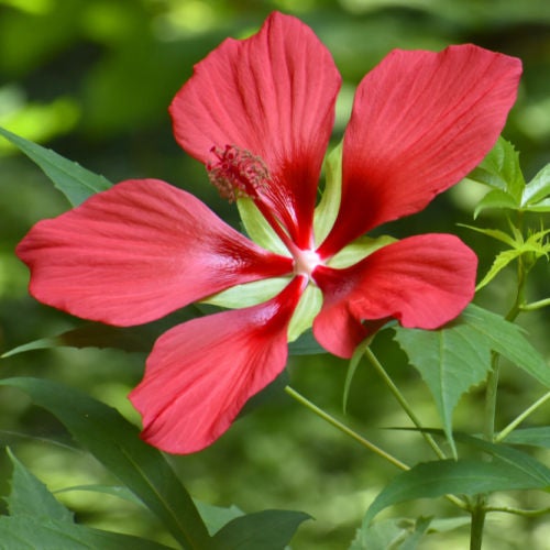 Native Red Hibiscus Plant