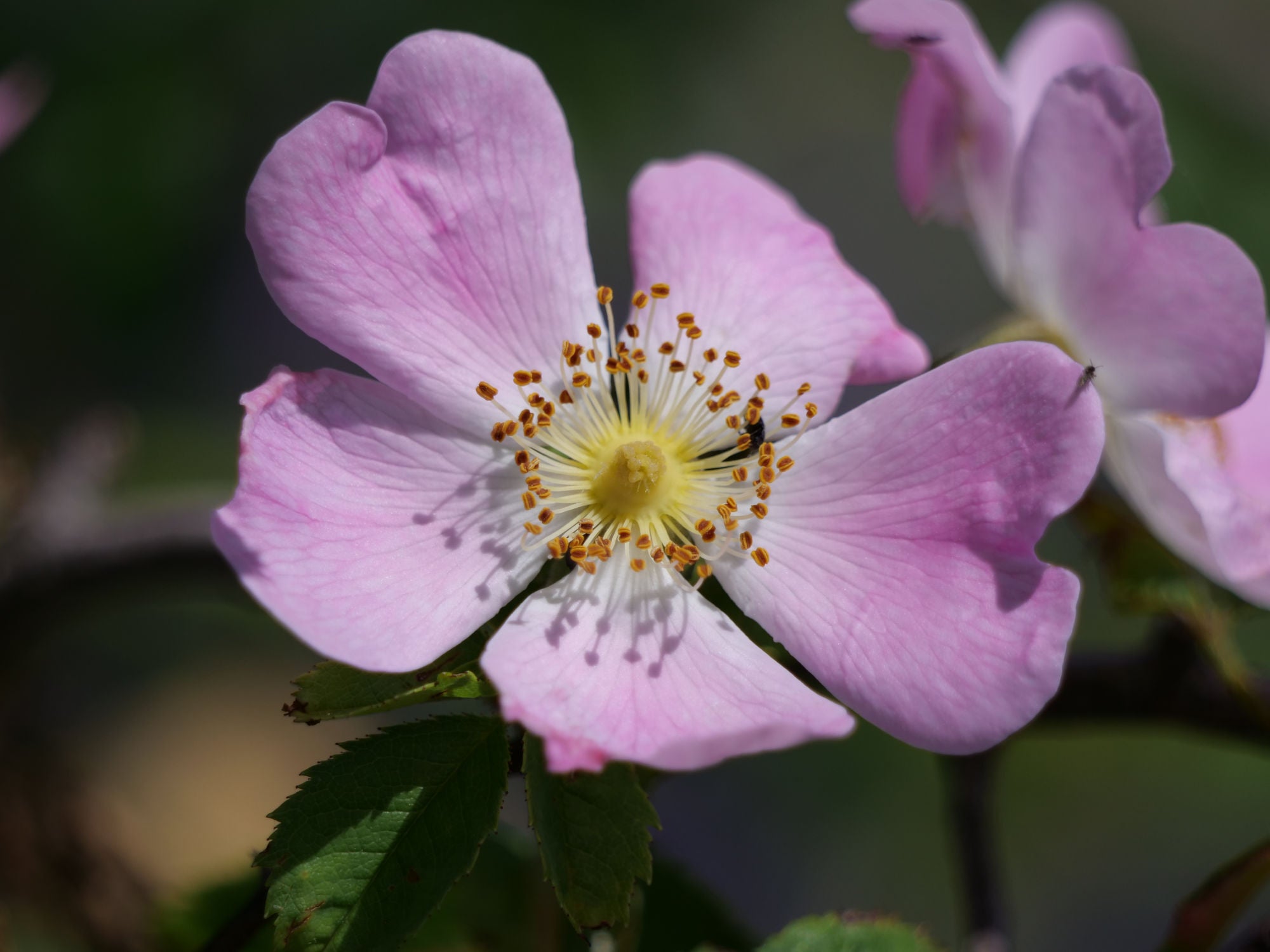 Carolina Rose (Rosa carolina) | Native Shrubs of Georgia | Cottage ...