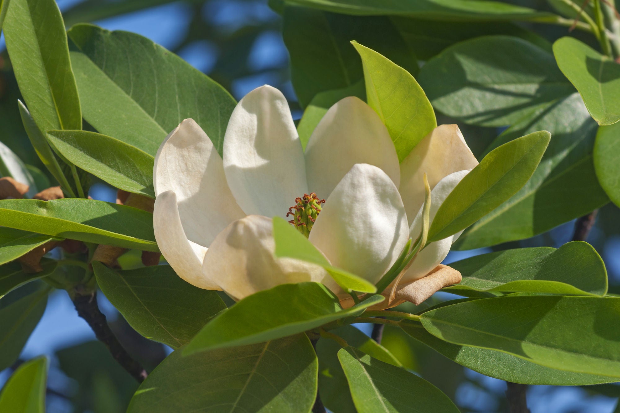 Sweetbay Magnolia (Magnolia virginiana) | Native Trees of Georgia ...