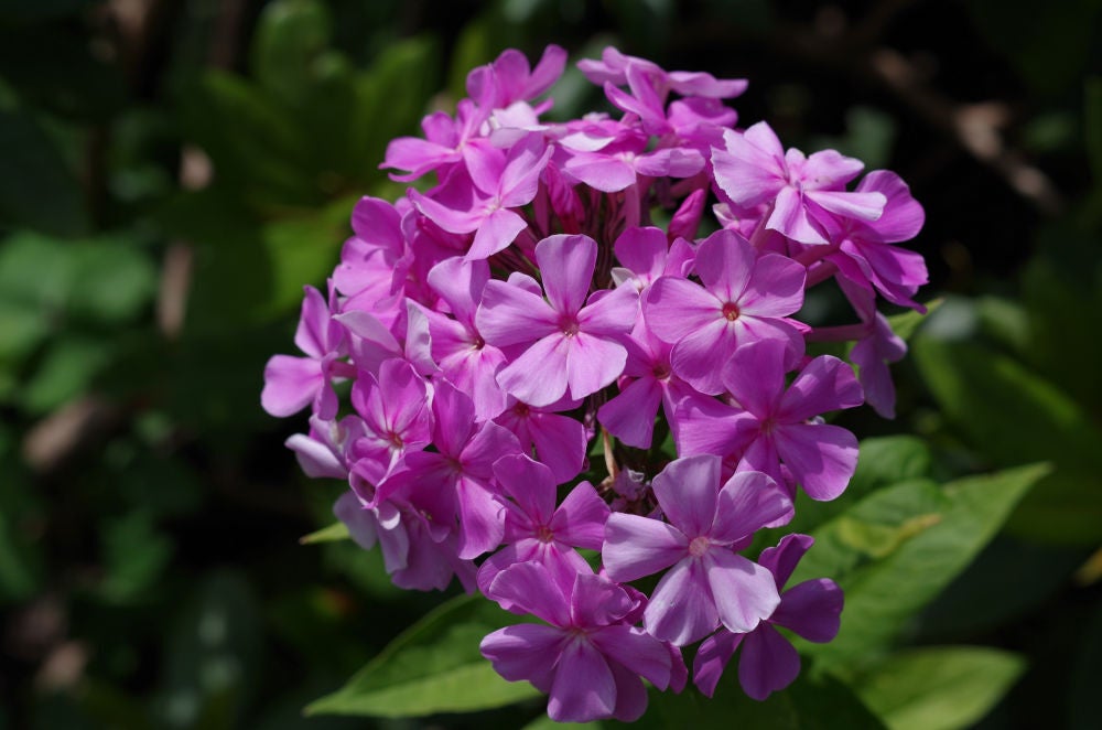 Garden Phlox, Summer Phlox, Phlox paniculata | Native Plants of Georgia ...
