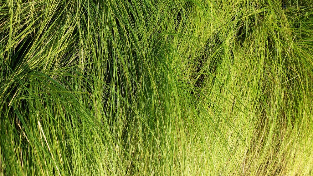 Pennsylvania Sedge (Carex pensylvanica) | Native Sedges of Georgia ...