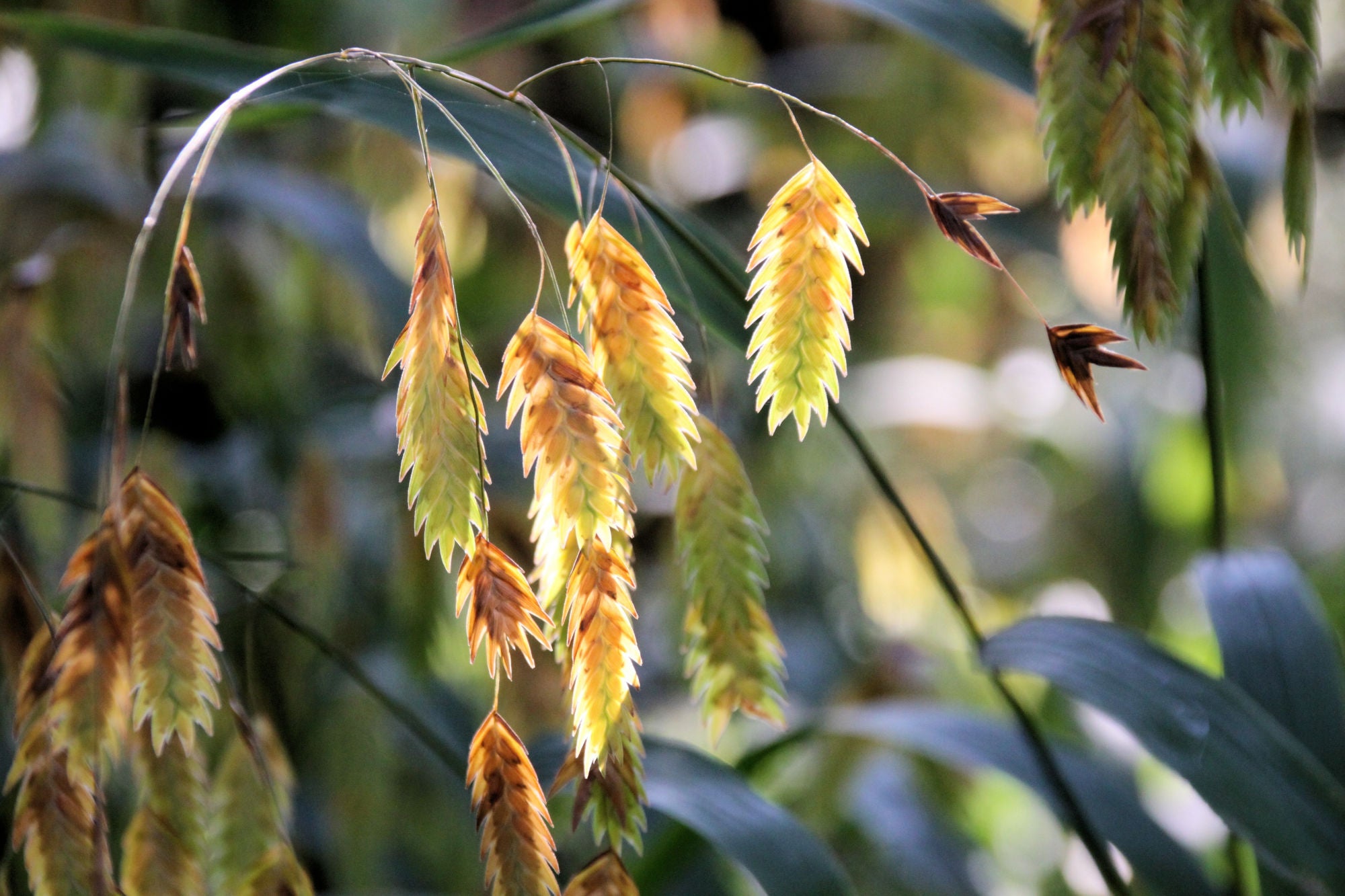 River Oats (Chasmanthium latifolium) | Native Grasses of Georgia ...