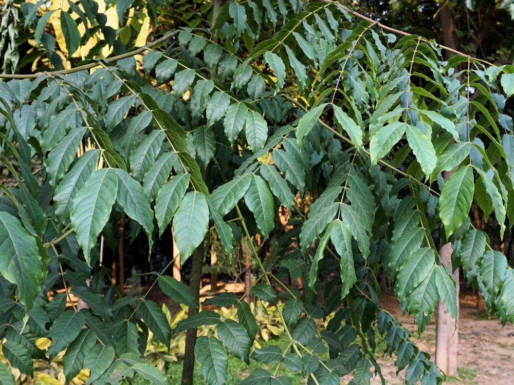 Devil's Walking Stick (Aralia spinosa) | Native Trees of Georgia ...