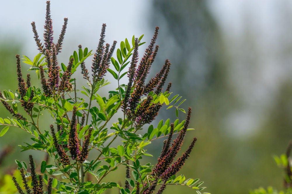 False Indigo Bush (Amorpha fruticosa) | Native Shrubs of Georgia ...