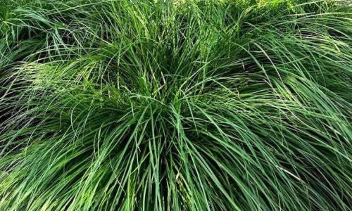 Cherokee Sedge (Carex cherokeensis) | Native Sedges of Georgia ...