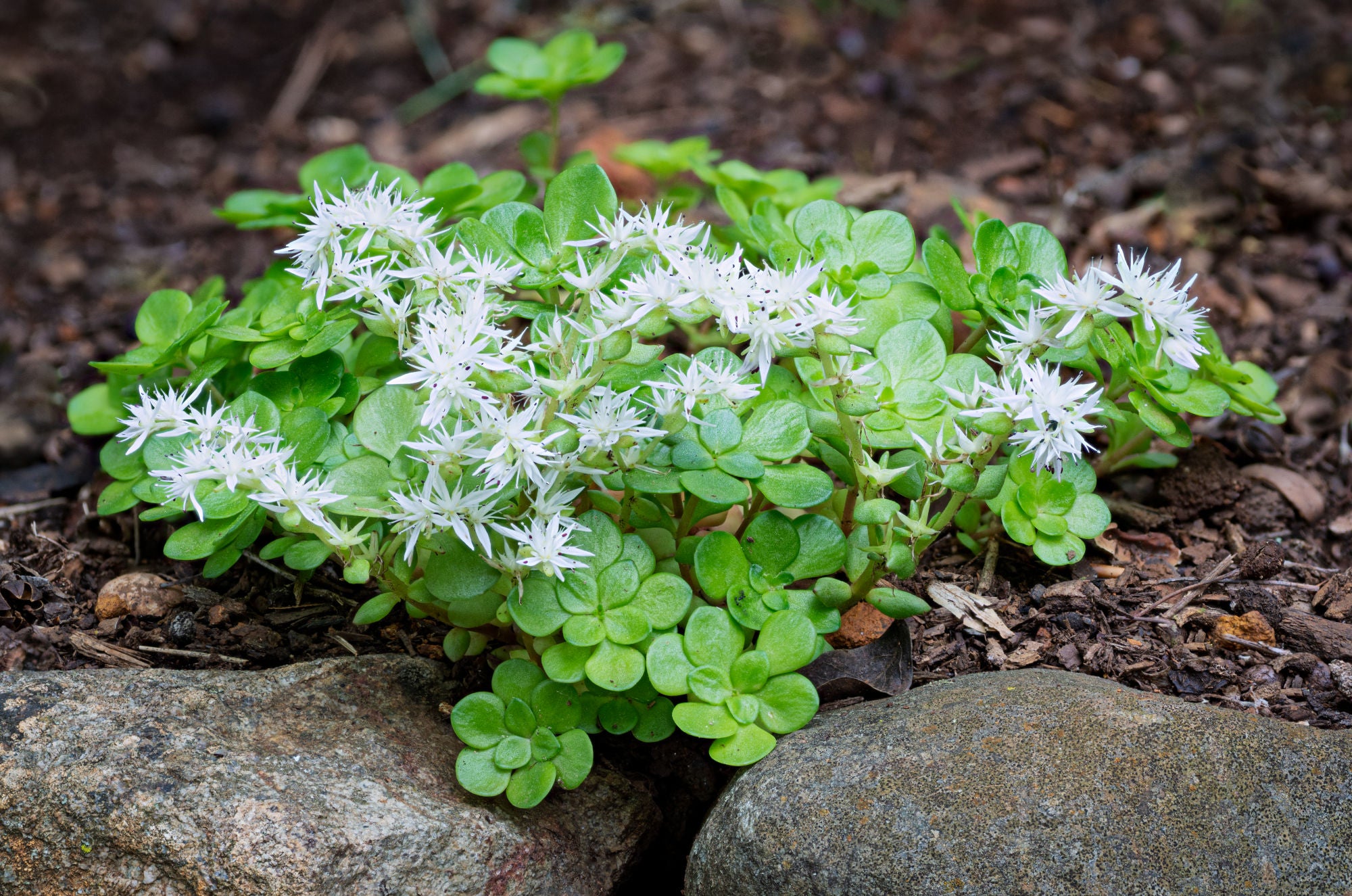 Woodland Stonecrop (Sedum ternatum) | Native Perennials of Georgia ...