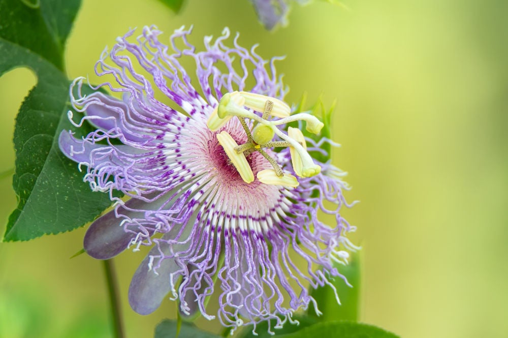 Purple Passionflower (Passiflora incarnata) | Native Vines of Georgia ...