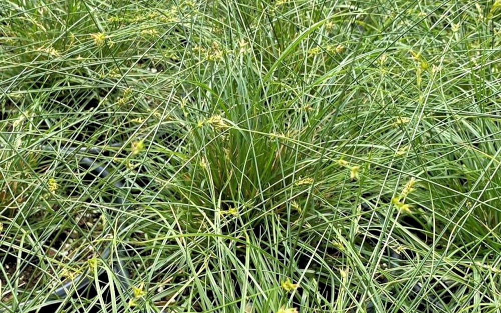 Native Grasses & Sedges of Georgia | Cottage Garden Natives