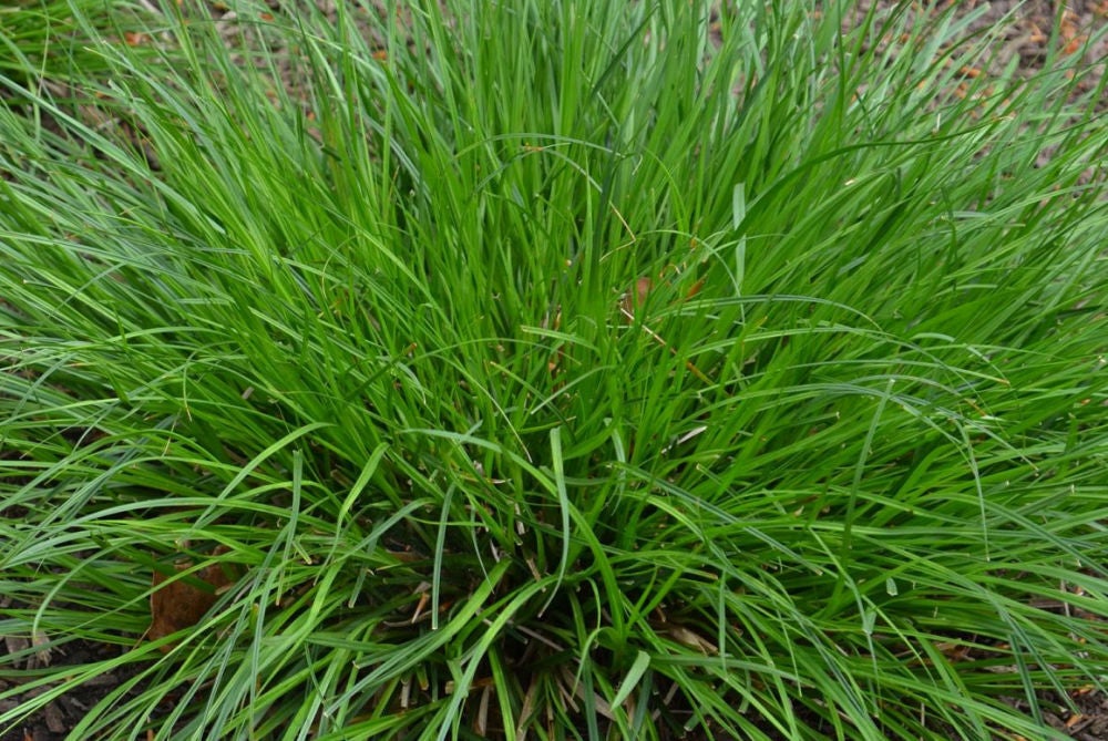 Fox Sedge (Carex vulpinoidea) | Native Sedges of Georgia | Cottage ...