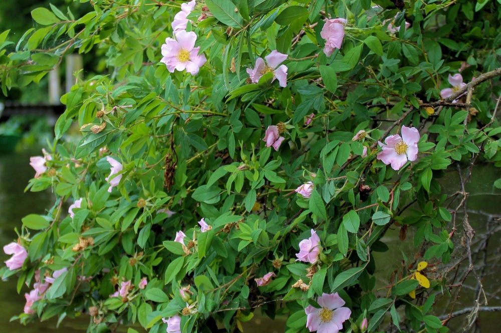 Swamp Rose (Rosa palustris) | Native Roses of Georgia | Cottage Garden ...
