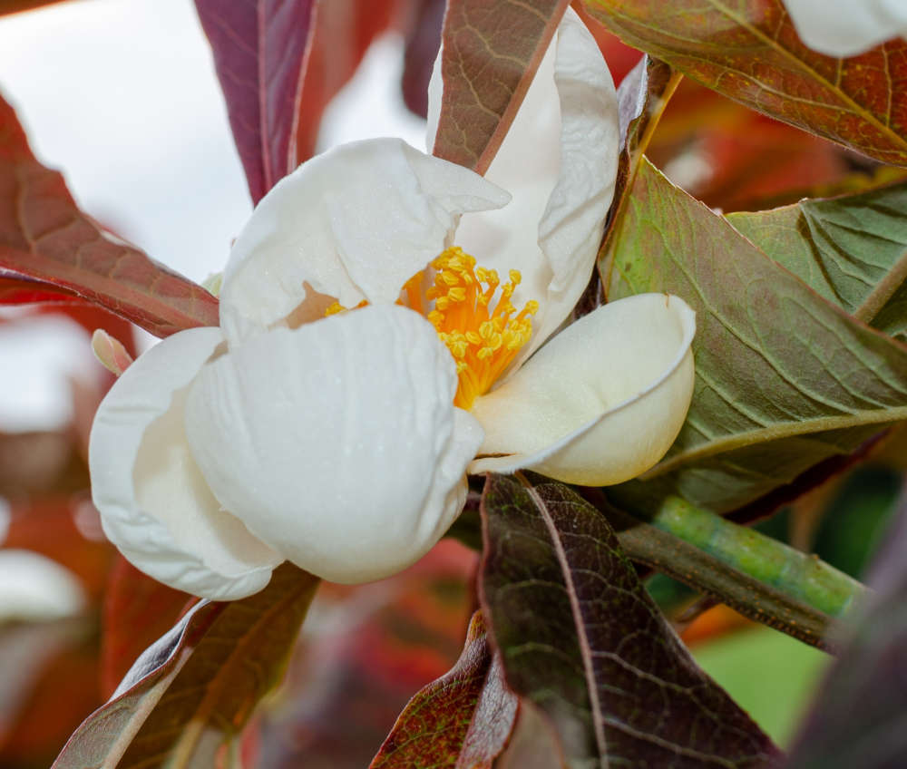 Franklin Tree (Franklinia alatamaha) | Native Trees of Georgia ...