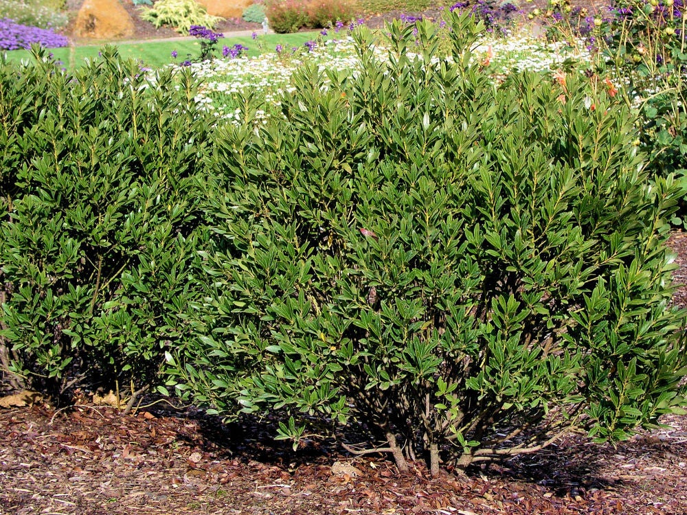 Inkberry (Ilex glabra) | Native Evergreen Shrubs of Georgia | Cottage ...