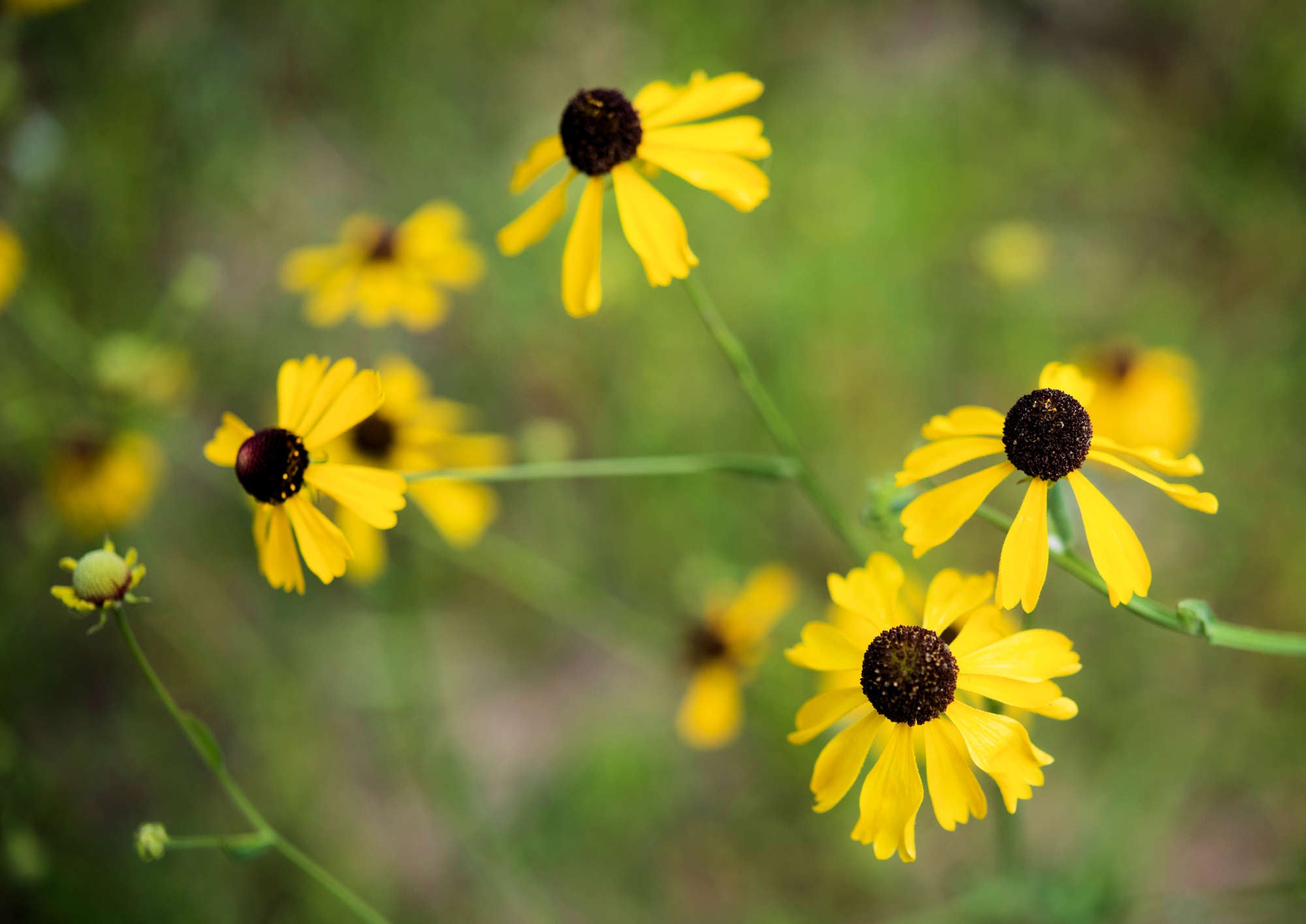 Purplehead Sneezeweed (Helenium flexuosum) | Native Perennials of ...