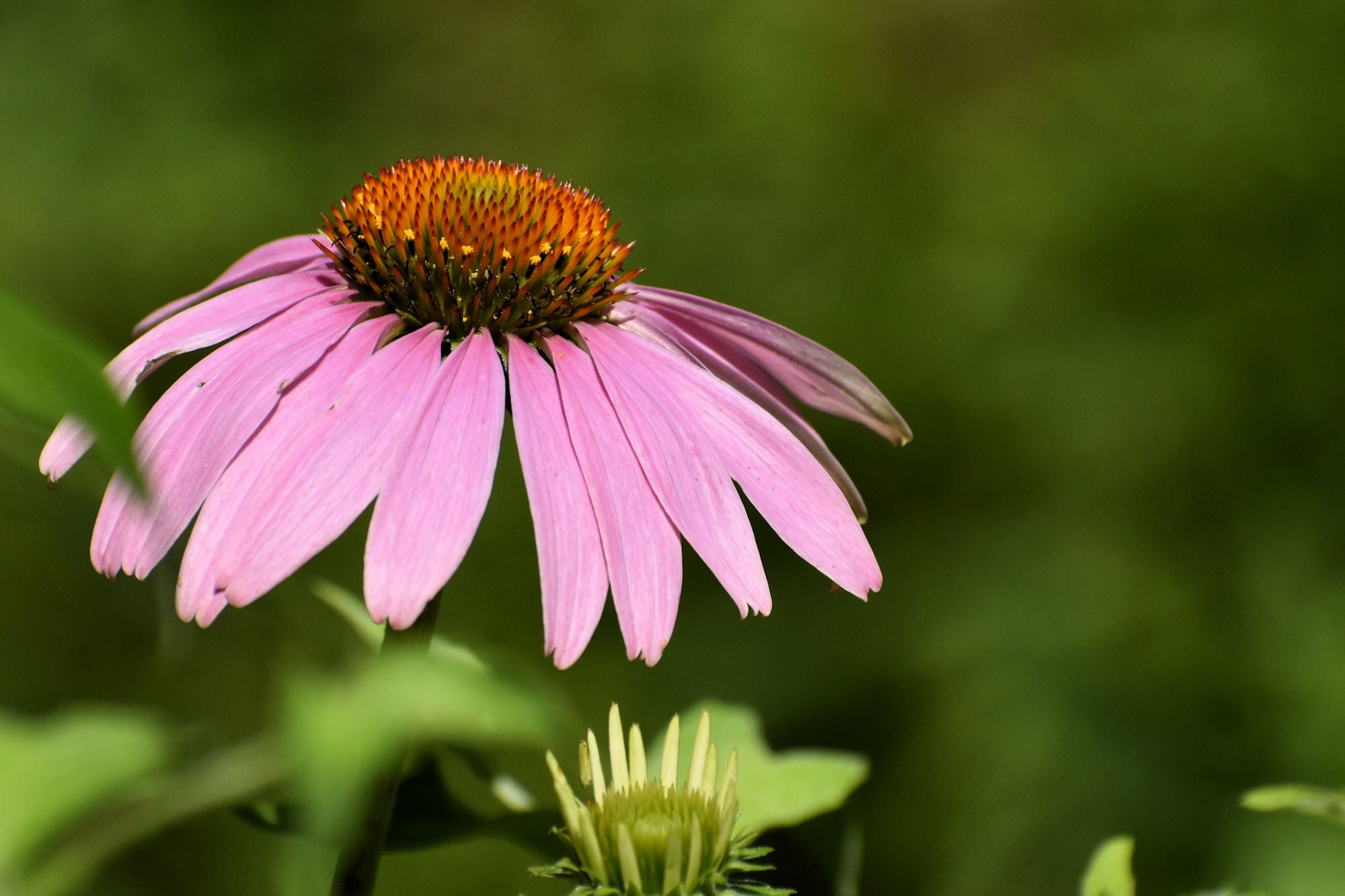 Purple Coneflower (Echinacea purpurea) | Native Plants of Georgia ...