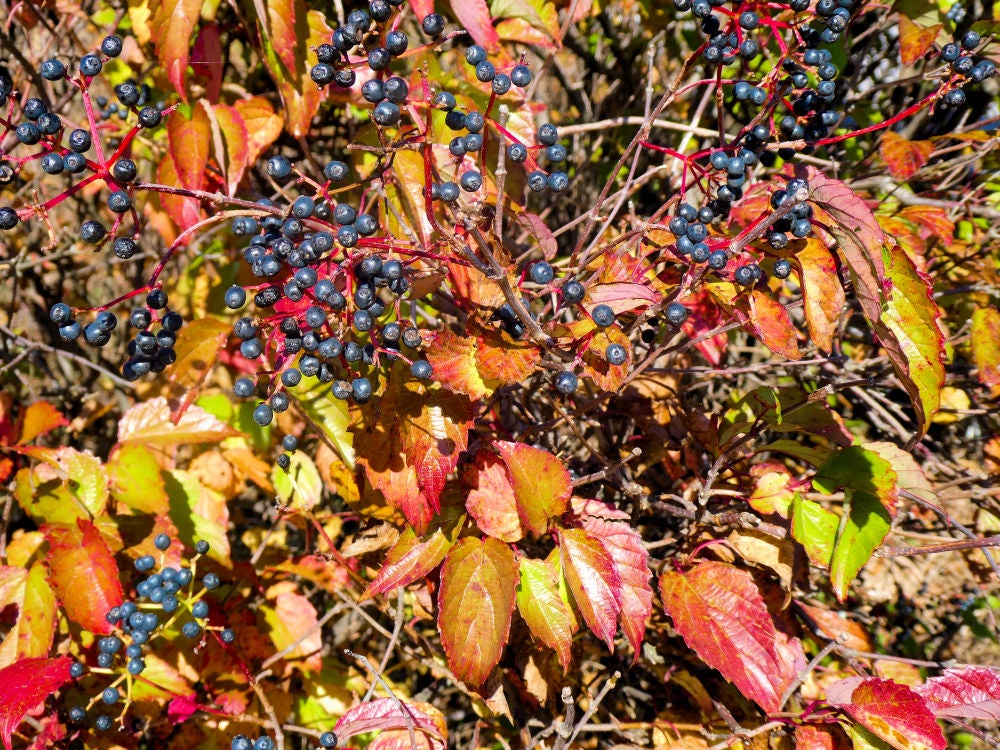 Arrowwood Viburnum, Viburnum dentatum | Native Trees & Shrubs of ...