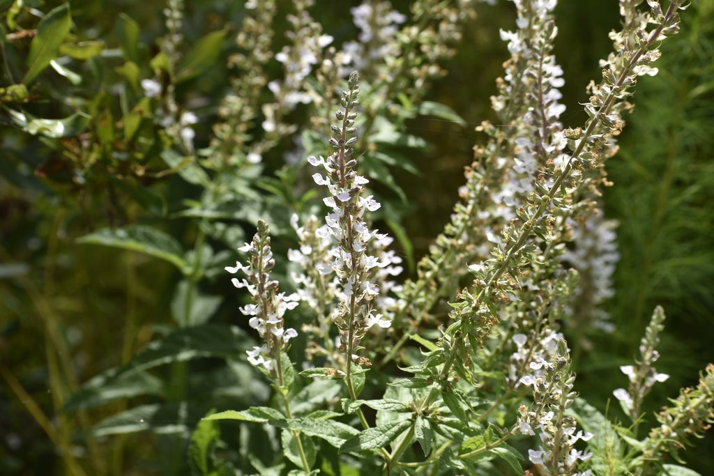 American Germander (Teucrium canadense) | Native Plants of Georgia ...