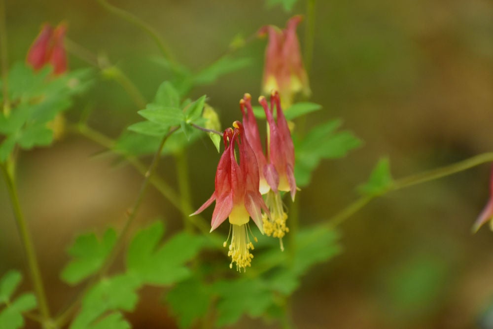 Eastern Red Columbine (Aquilegia canadensis) | Native Plants of Georgia ...