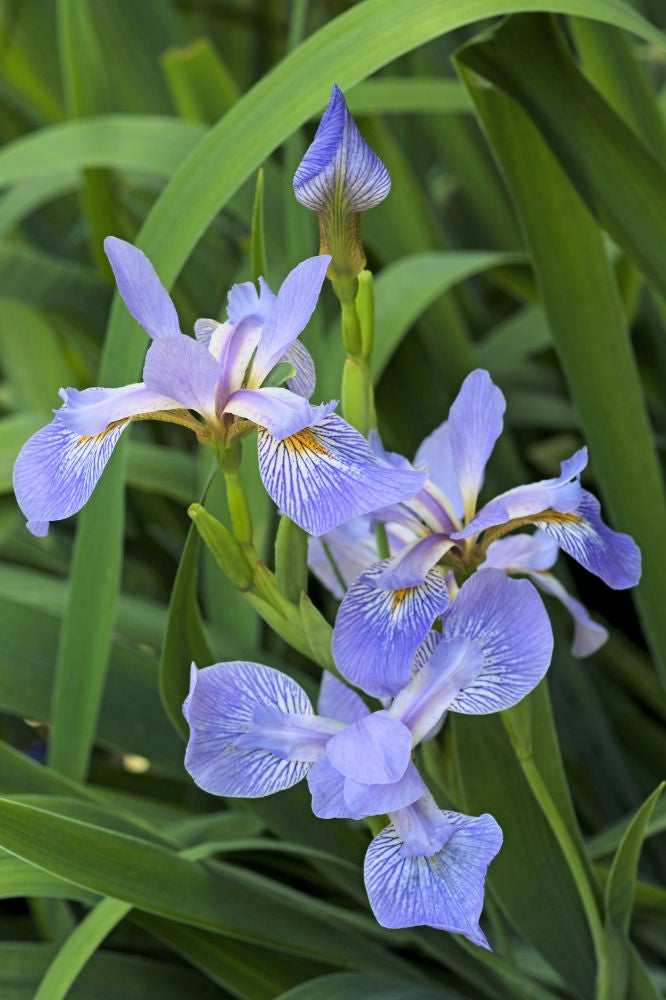 Southern Blue Flag Iris (Iris virginica), Virginia Iris | Native Plants ...