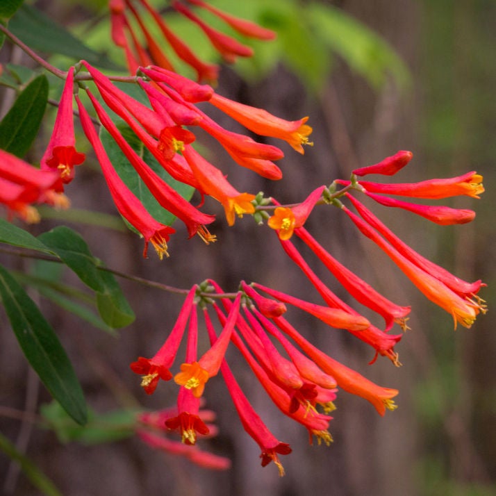 Coral Honeysuckle (Lonicera sempervirens) | Native Vines of Georgia ...