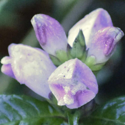 White Turtlehead (Chelone glabra) | Native Plants of Georgia | Cottage ...