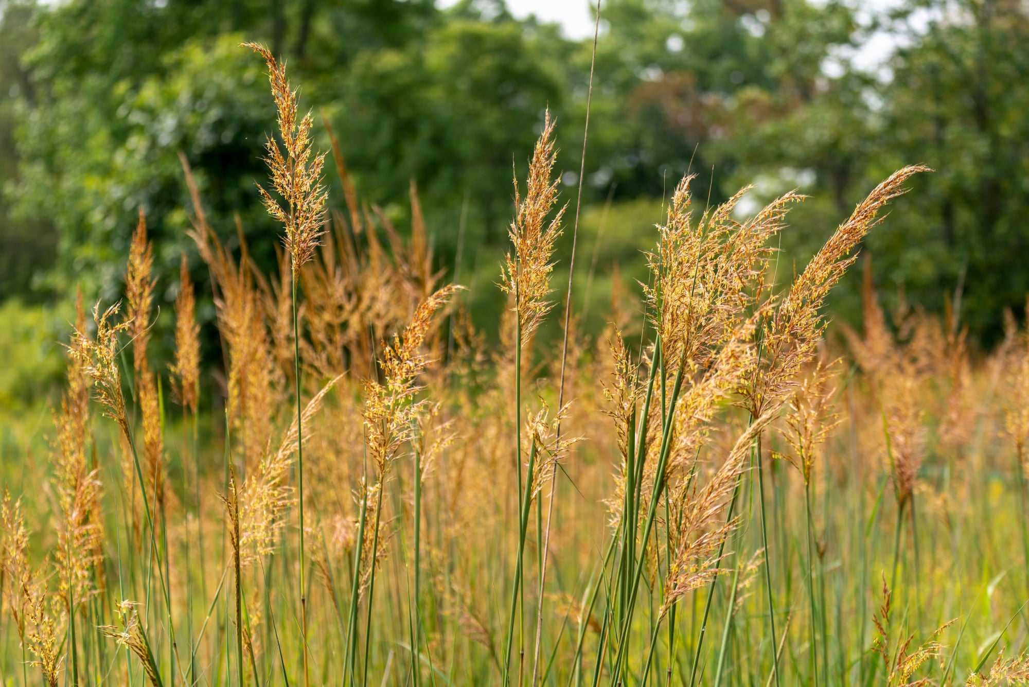 Yellow Indiangrass (Sorghastrum nutans) | Native Grasses of Georgia ...