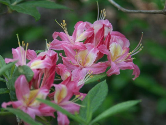 Native Azaleas of Georgia | Deciduous Azaleas | Cottage Garden Natives
