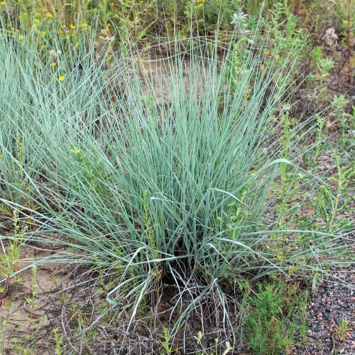 Native Grasses & Sedges of Georgia | Cottage Garden Natives