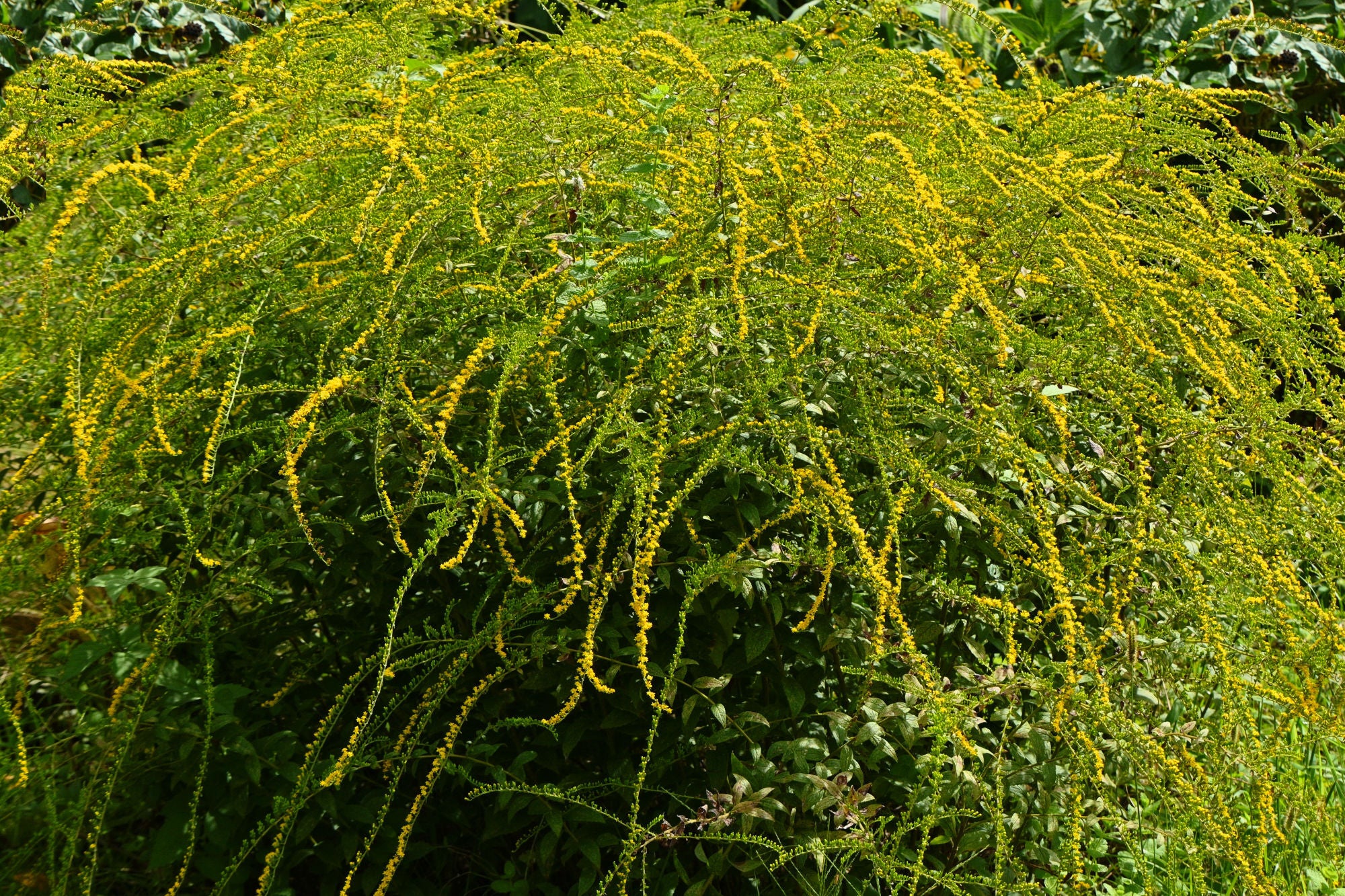 Wrinkleleaf Goldenrod 'Fireworks' (Solidago rugosa 'Fireworks ...