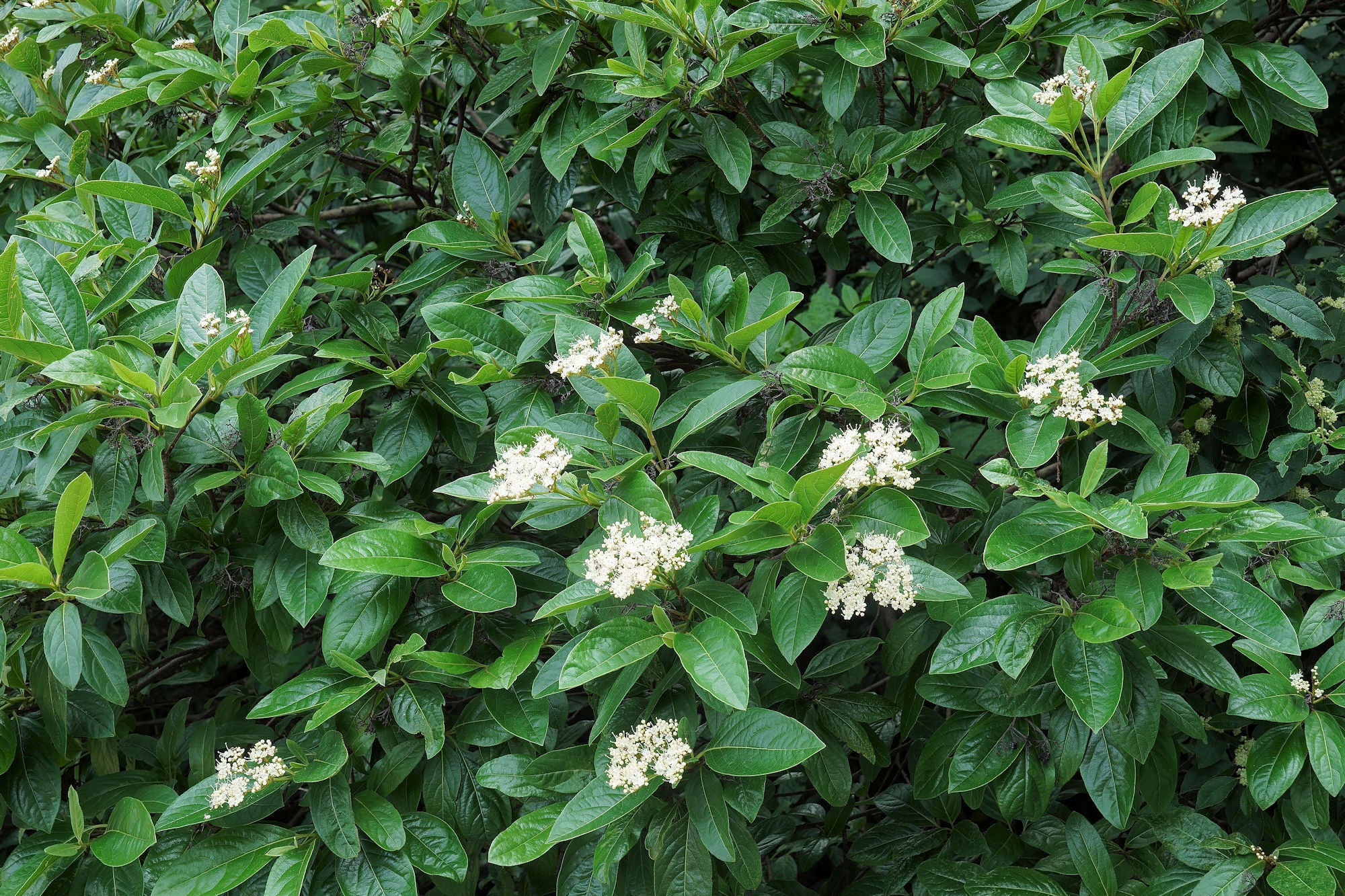Possumhaw Viburnum (Viburnum nudum) | Native Shrubs of Georgia ...