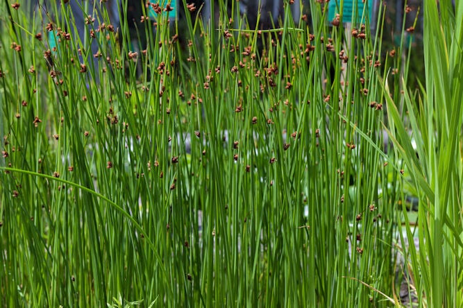Common Rush (Juncus effusus) | Native Rushes of Georgia | Cottage ...
