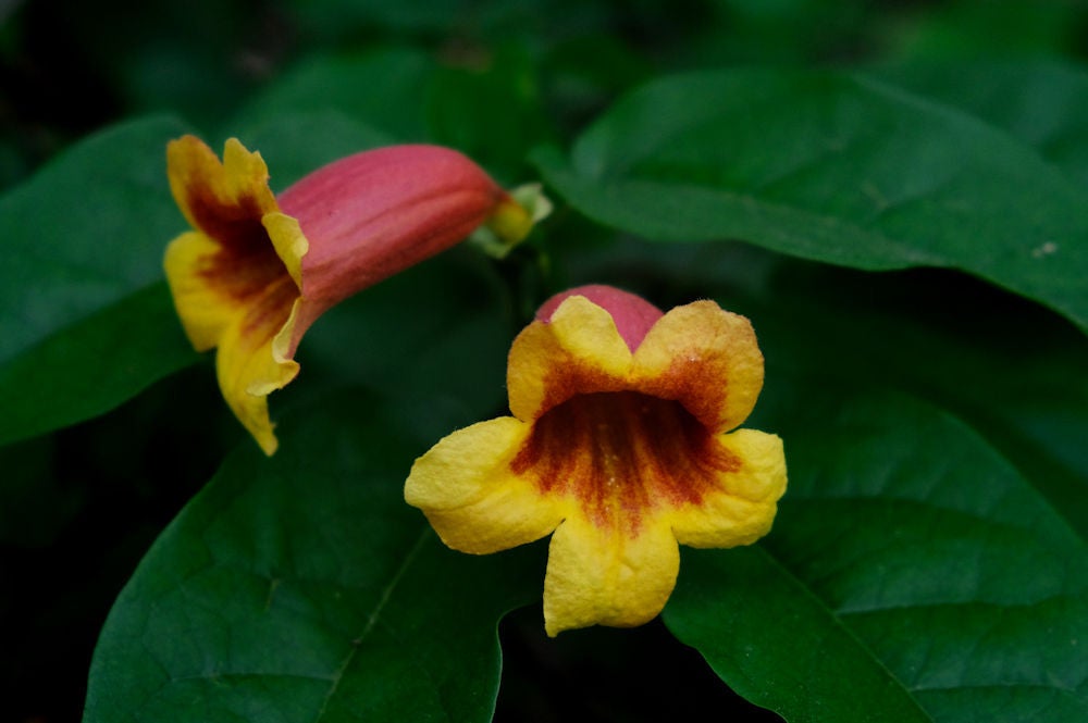 Crossvine (Bignonia capreolata) | Native Vines of Georgia | Cottage ...