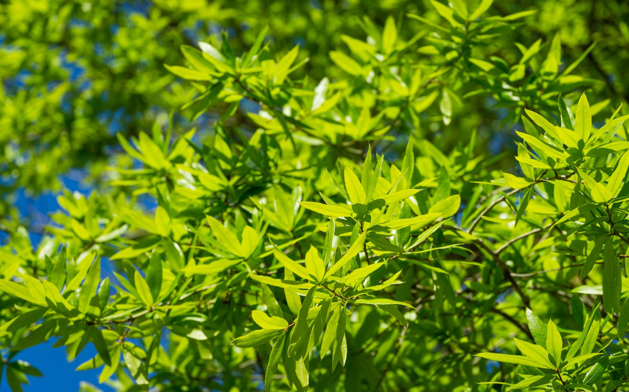 Willow Oak (Quercus phellos) | Native Trees of Georgia | Cottage Garden ...