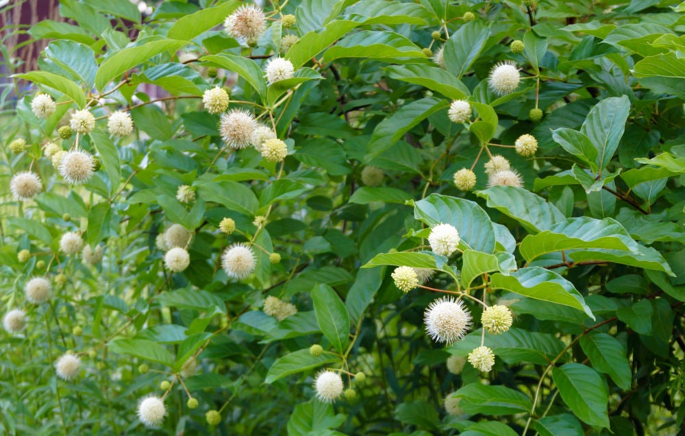 Buttonbush (Cephalanthus occidentalis) | Native Shrubs of Georgia ...