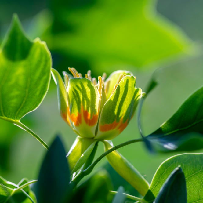 Tulip Poplar (LIriodendron tulipifera) | Native Trees of Georgia ...