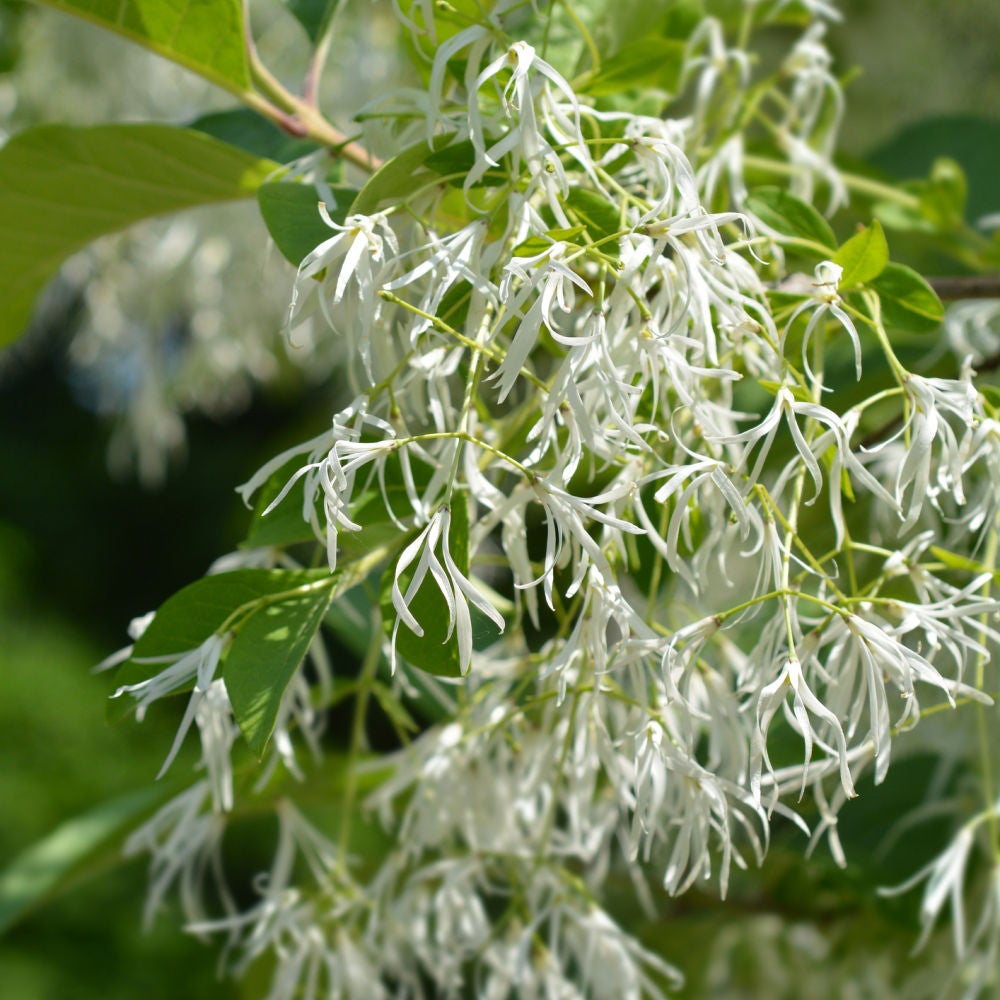 White Fringetree (Chionanthus virginicus) | Native Trees of Georgia ...