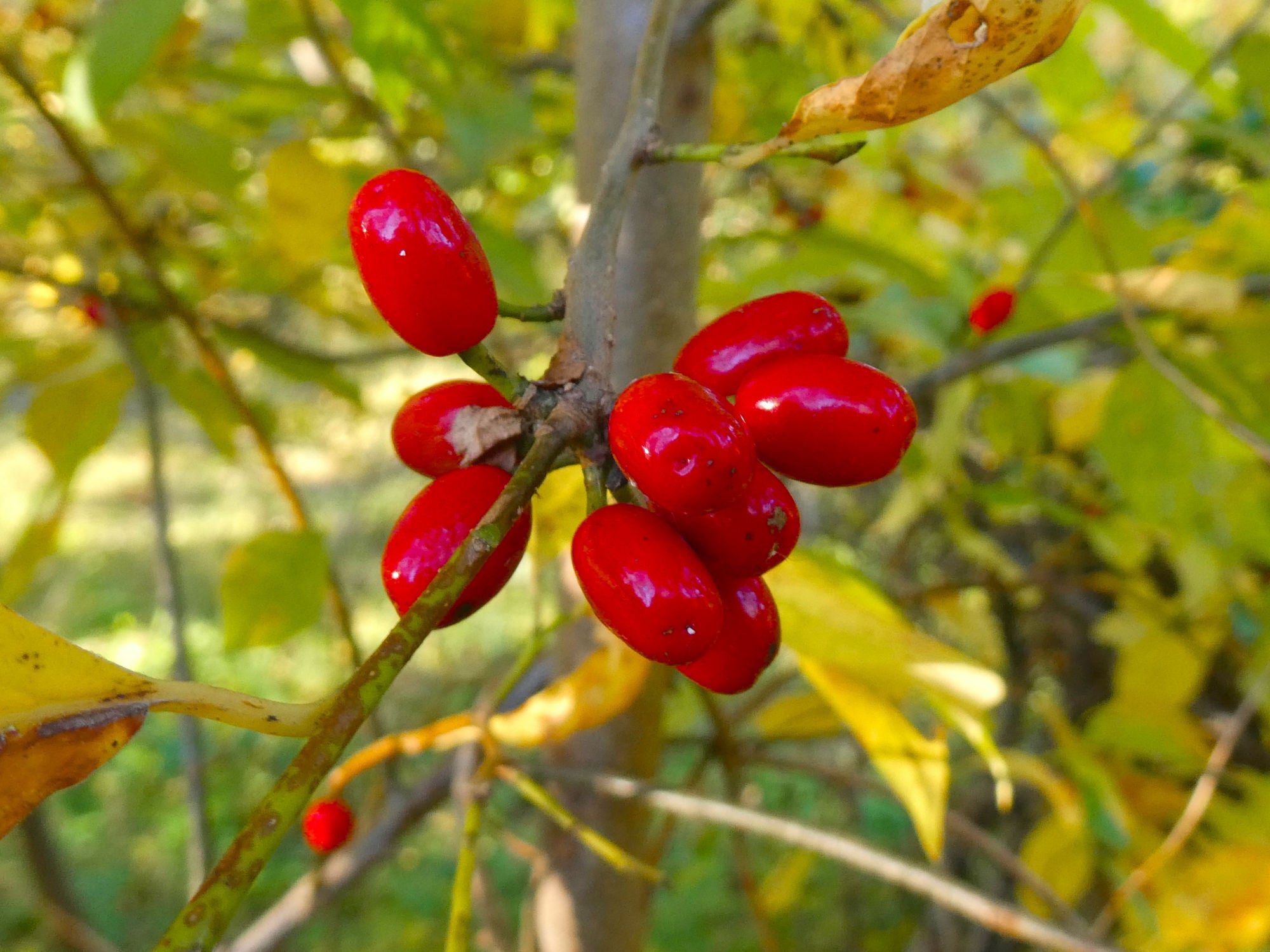 Northern Spicebush (Lindera benzoin) | Native Shrubs of Georgia ...