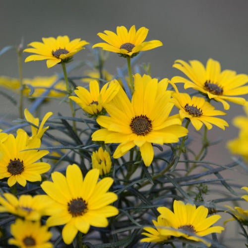 Swamp Sunflower (Helianthus angustifolius) | Native Plants of Georgia ...