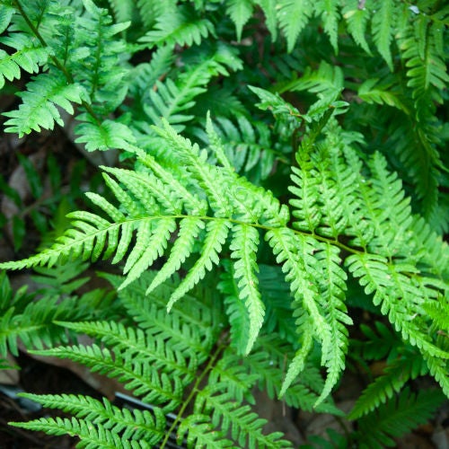 Southern Wood Fern (Dryopteris ludoviciana) | Native Ferns of Georgia ...