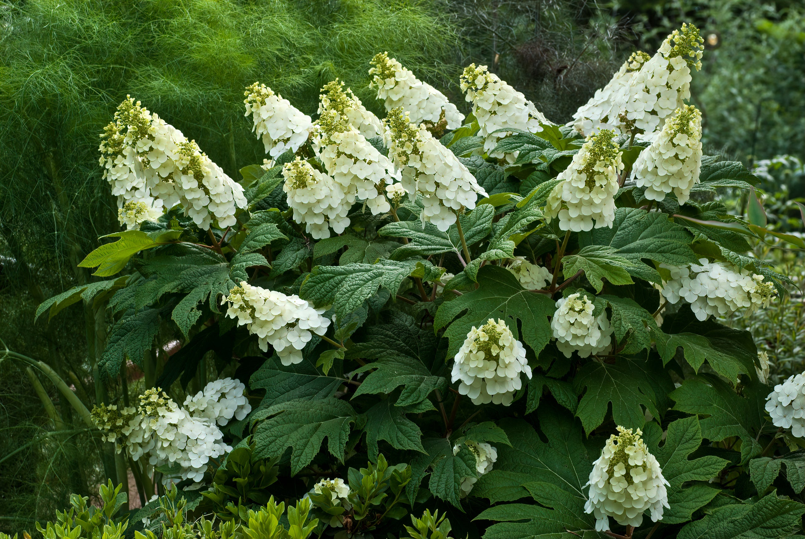 Oakleaf Hydrangea Hydrangea quercifolia Native Shrubs of Georgia Cottage Garden Natives